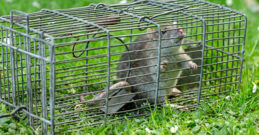 The Differences Between Rodent and Animal Control