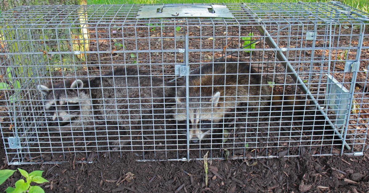 The Differences Between Rodent and Animal Control