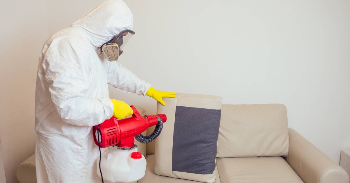 How To Clean and Sanitize After a Rodent Infestation