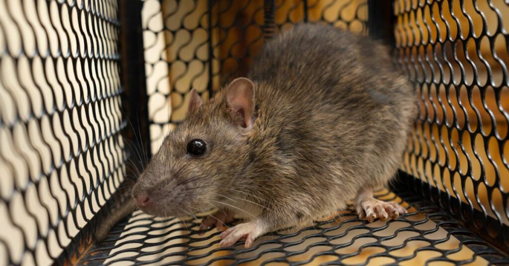 The Ultimate Guide To Rodent Proofing Your Attic