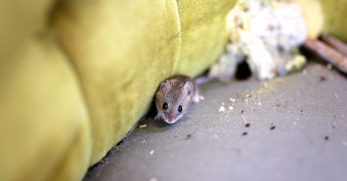 The Ultimate Guide to Identifying Pest Sounds in Your Home