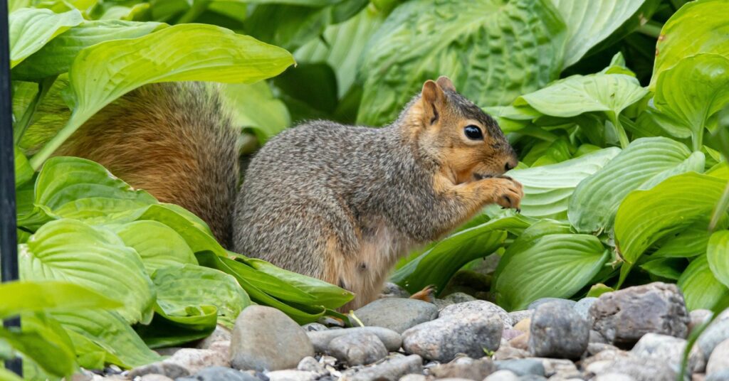 How To Deal With Squirrel Damage in Gardens and Attics