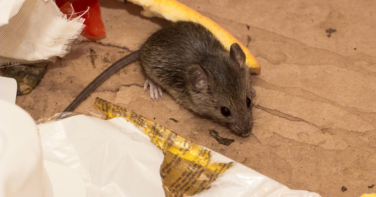 8 Health Risks Related to Rodent Infestations