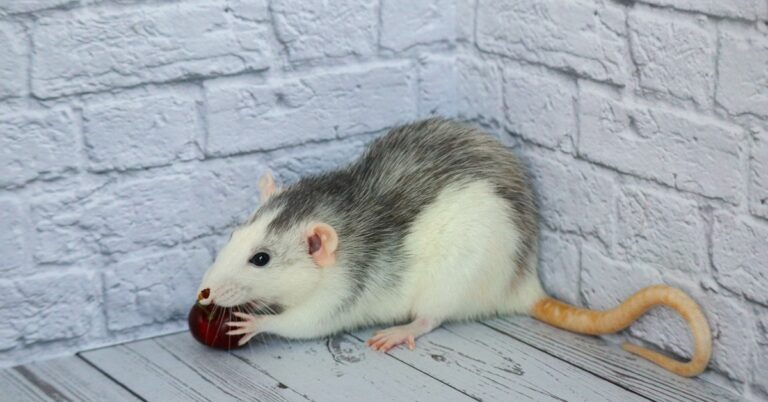 Understanding the Diets of Common Household Rodents - Legacy Rodent Control